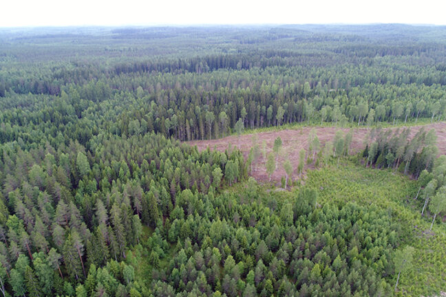 Different planning methods for state-owned forest | Metsähallitus