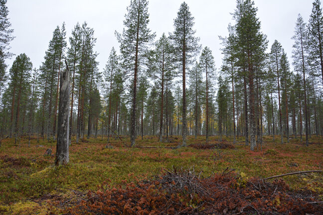Special features of forestry in Northern Finland | Metsähallitus