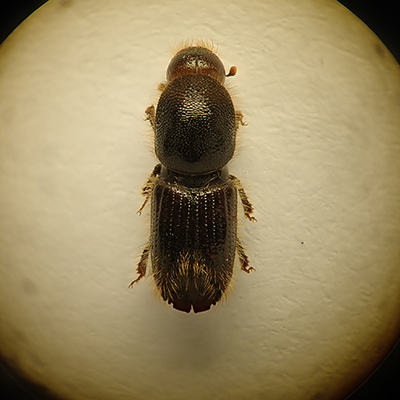 Surveys reveal surprising insect species in Finland | Metsähallitus