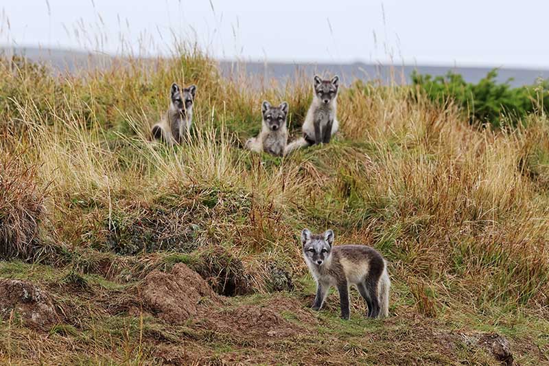 Denning of the critically endangered Arctic fox successful for the ...