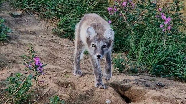 Good news: Denning of the critically endangered Arctic fox successful ...