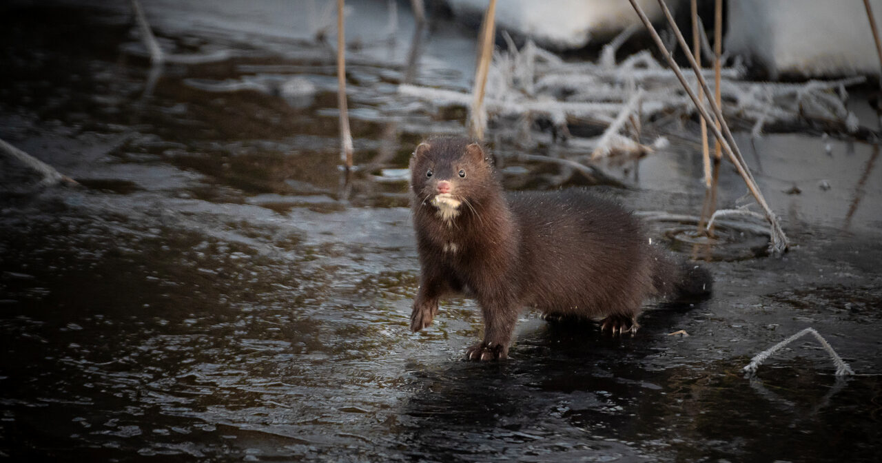 BB Alien – Beyond Borders | Metsähallitus
